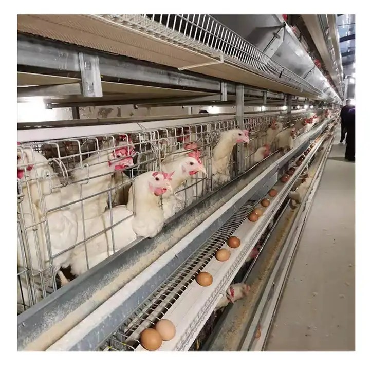 H Type Automatic Layer Poultry Farming Equipment Battery Chicken Egg