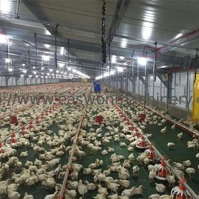 Automatic Poultry Farm Equipment factory, Buy good quality Automatic ...